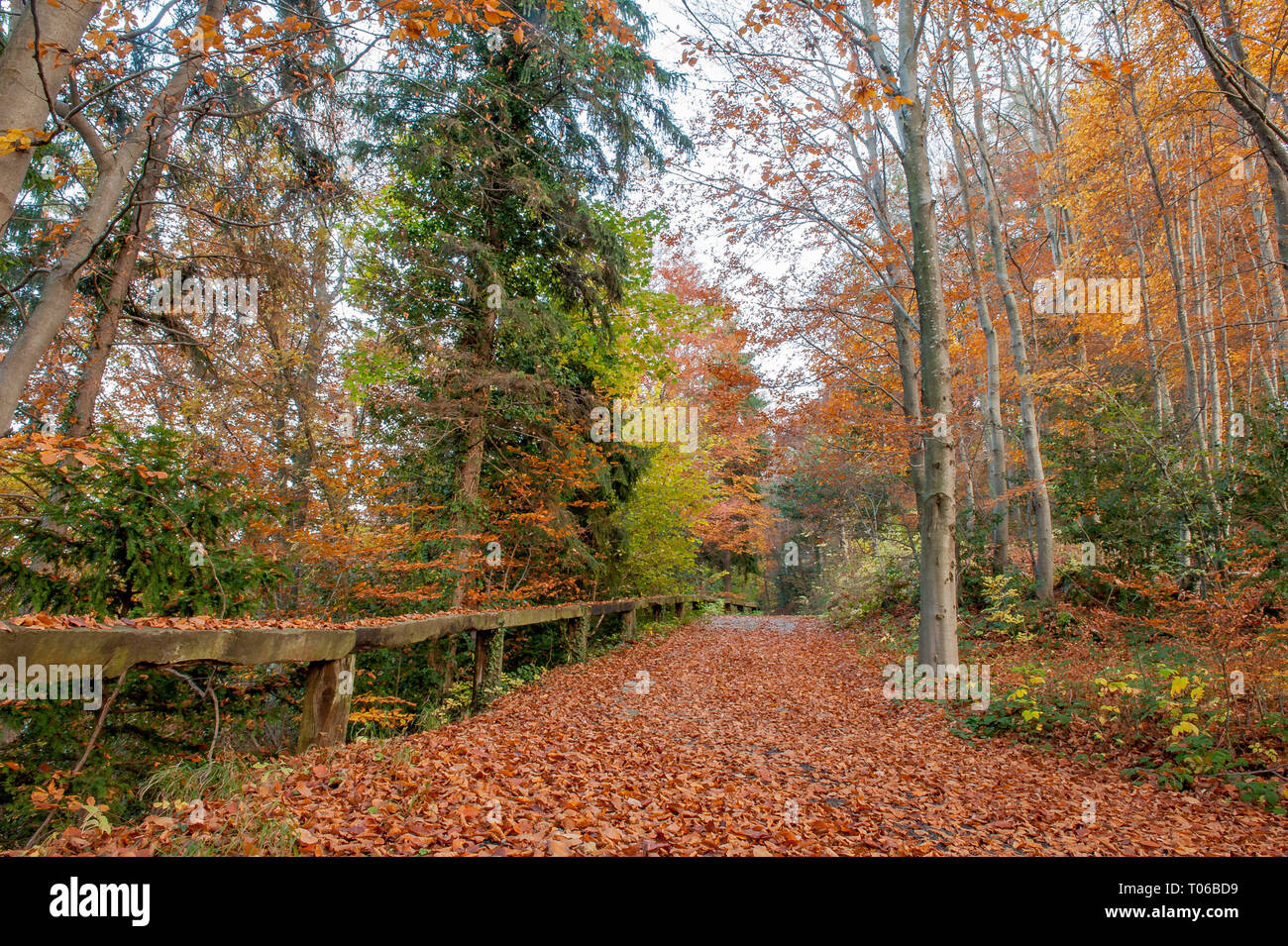 path through the trees in the fall Stock Photo - Alamy