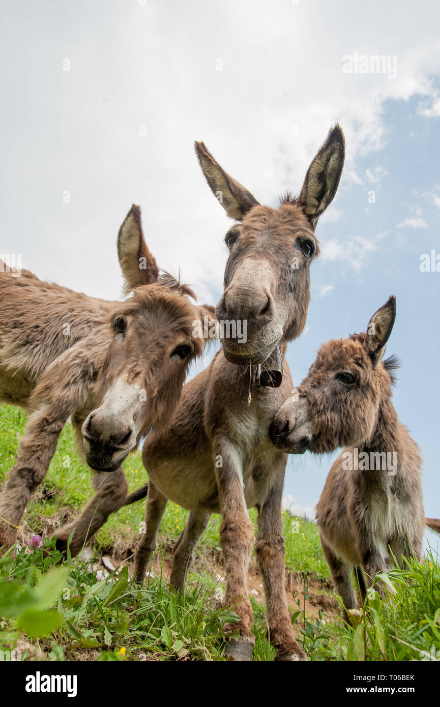 donkeys grazing in freedom Stock Photo - Alamy