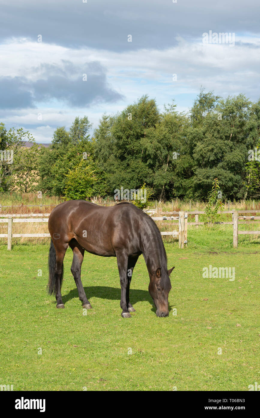 Lusitano Horse High Resolution Stock Photography and Images - Alamy