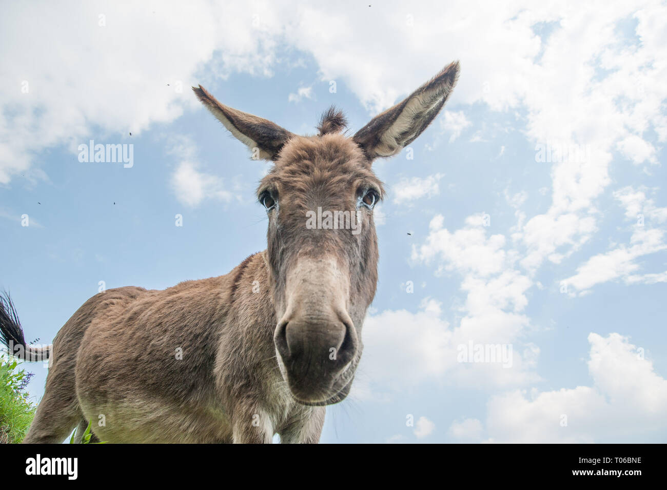Donkey mother and colt hi-res stock photography and images - Alamy