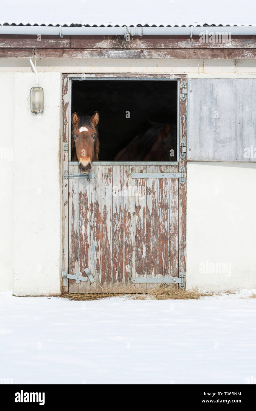 In the stables hi-res stock photography and images - Alamy