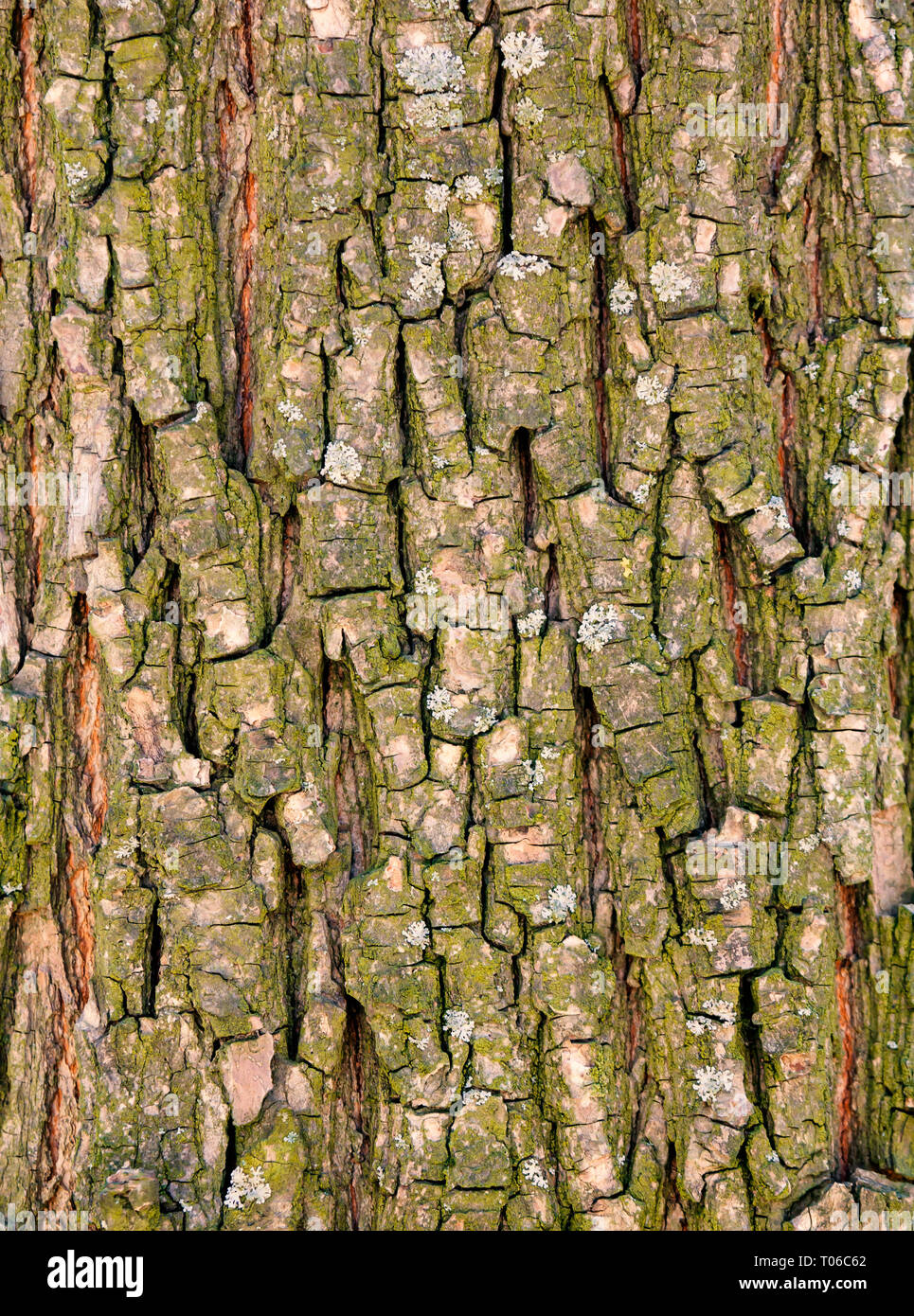 Bark texture of old tree Stock Photo - Alamy