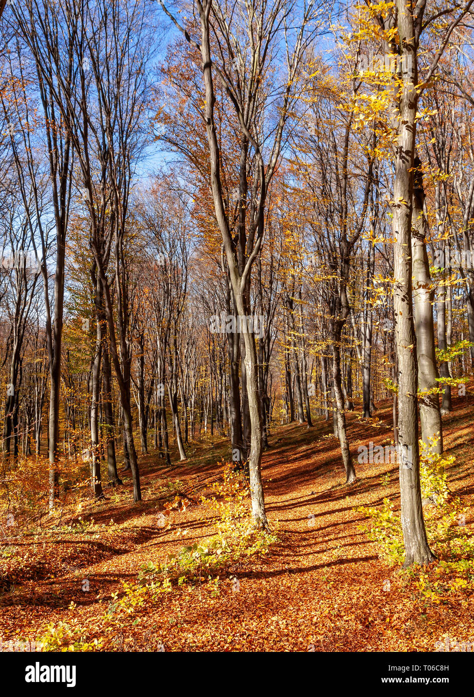 Autumn beech forest on a sunny day Stock Photo - Alamy