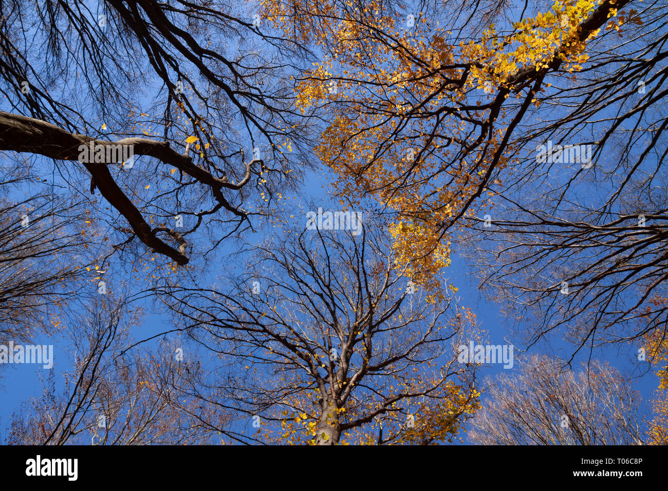 The sky through the crown of trees hi-res stock photography and images ...