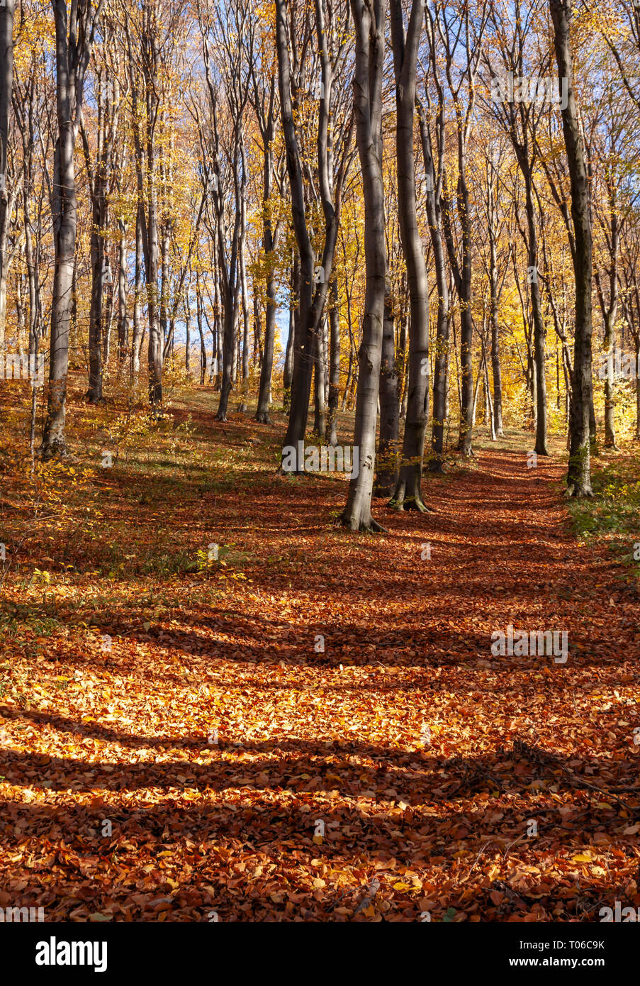 Autumn beech forest on a sunny day Stock Photo - Alamy