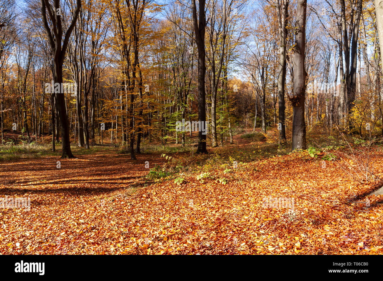 Beech forest at a hi-res stock photography and images - Alamy