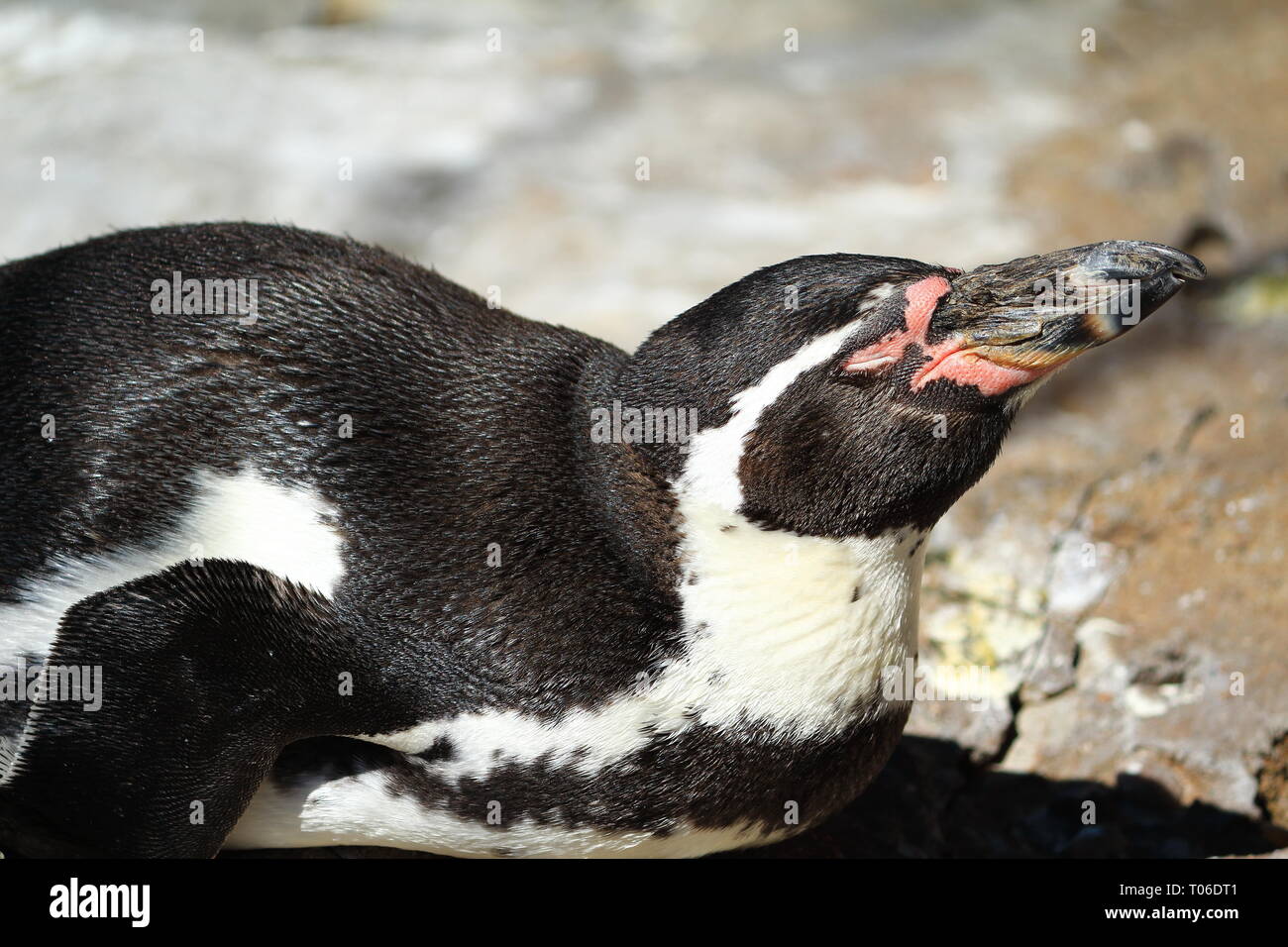 Sunny penguin hi-res stock photography and images - Alamy