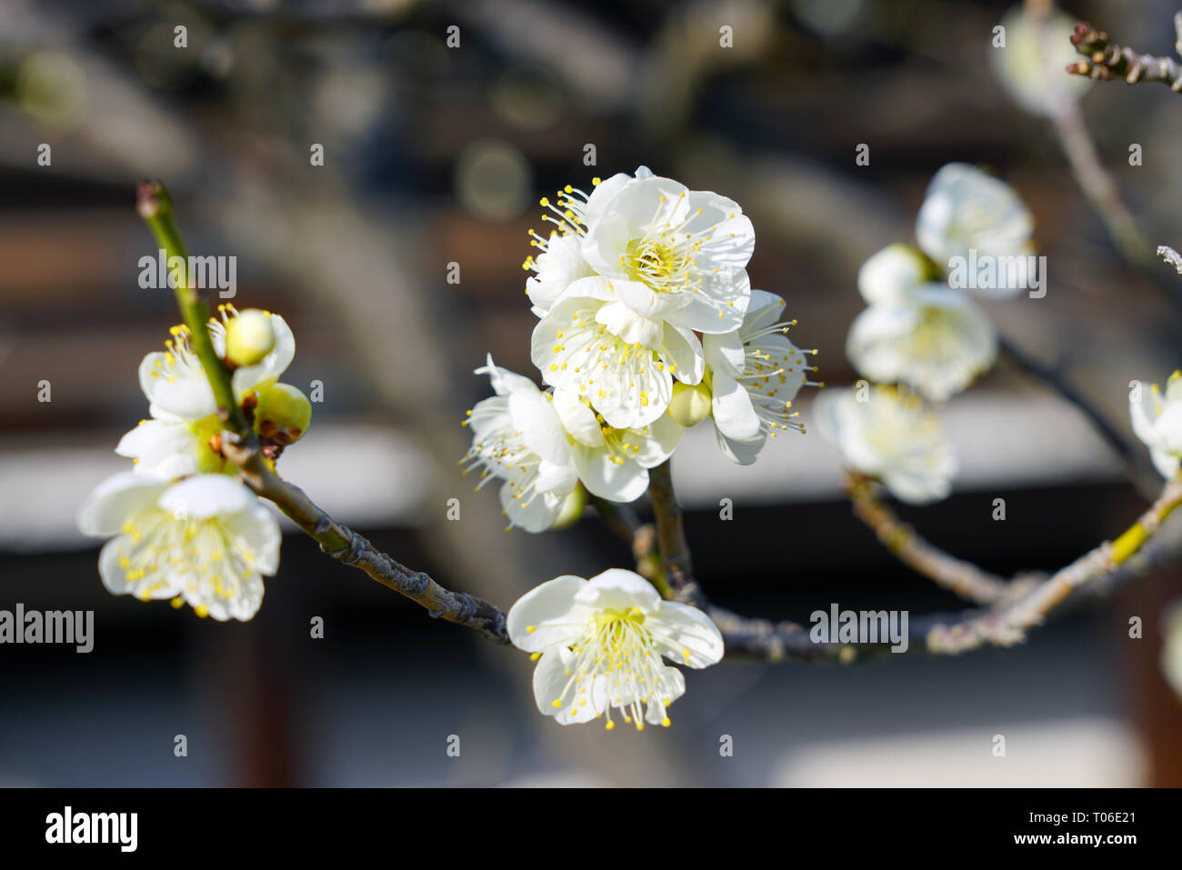 White flower blooms of the Japanese ume apricot tree, prunus mume, in ...