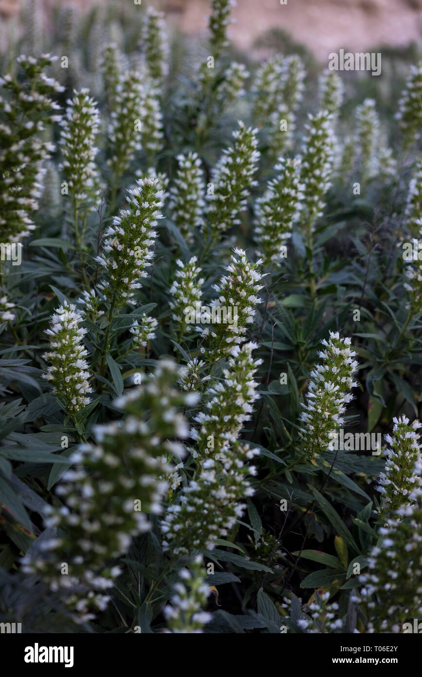 Tajinaste blanco hi-res stock photography and images - Alamy