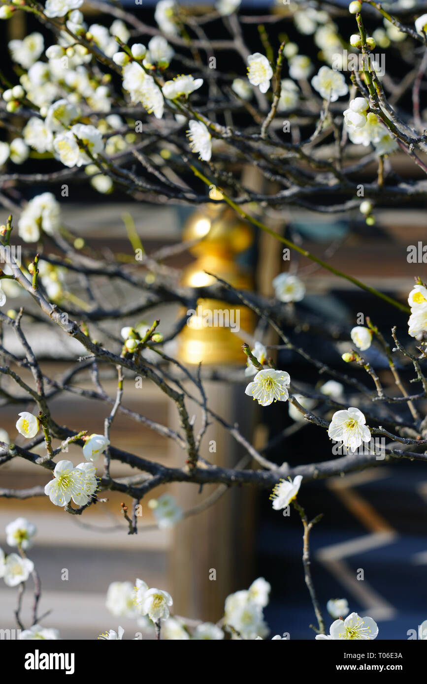 White flower blooms of the Japanese ume apricot tree, prunus mume, in ...