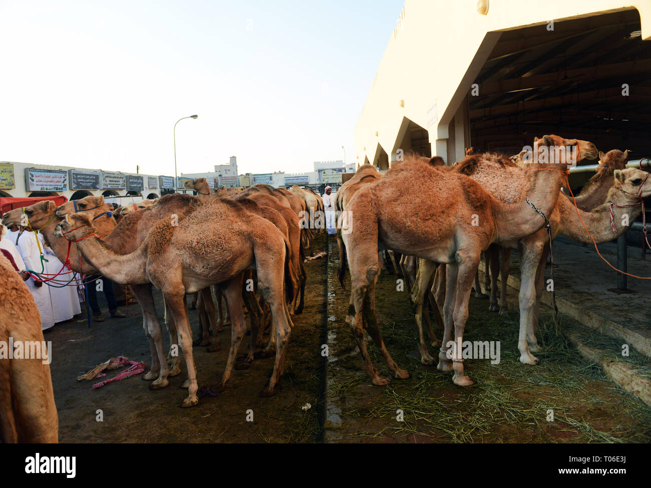 The camel market in Sinaw, Oman Stock Photo - Alamy
