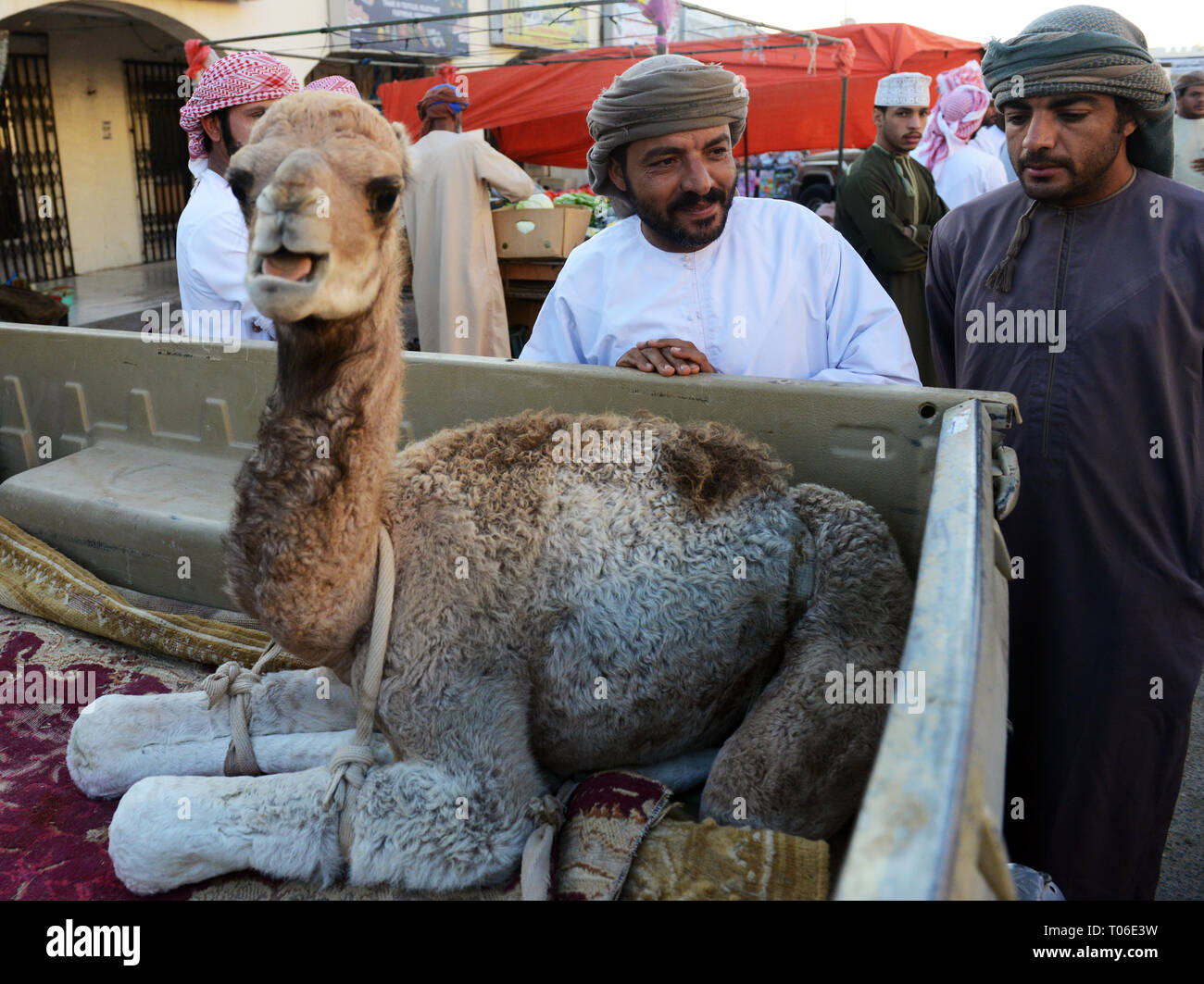 Camel calf hi-res stock photography and images - Alamy
