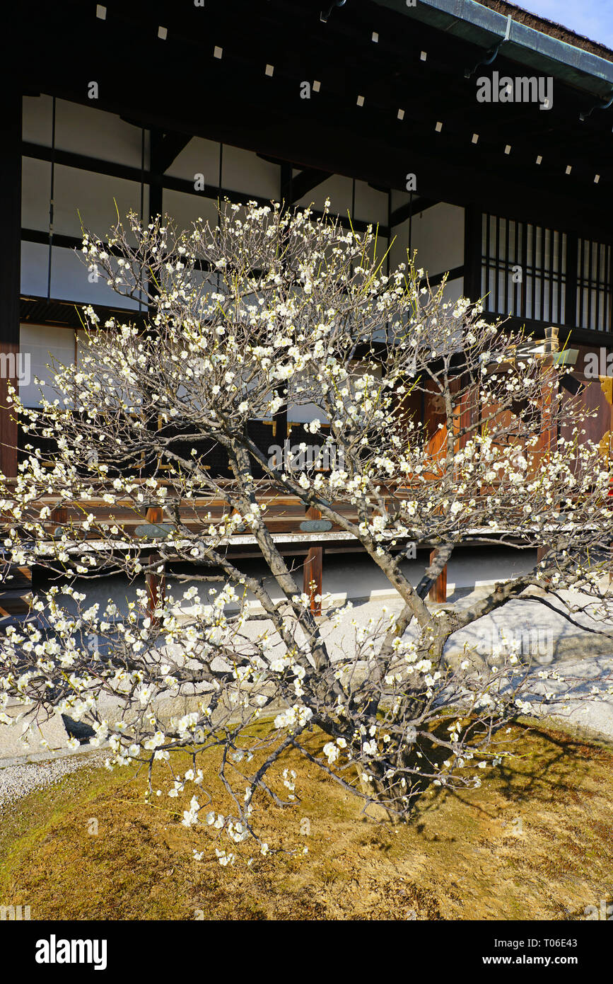 White flower blooms of the Japanese ume apricot tree, prunus mume, in ...