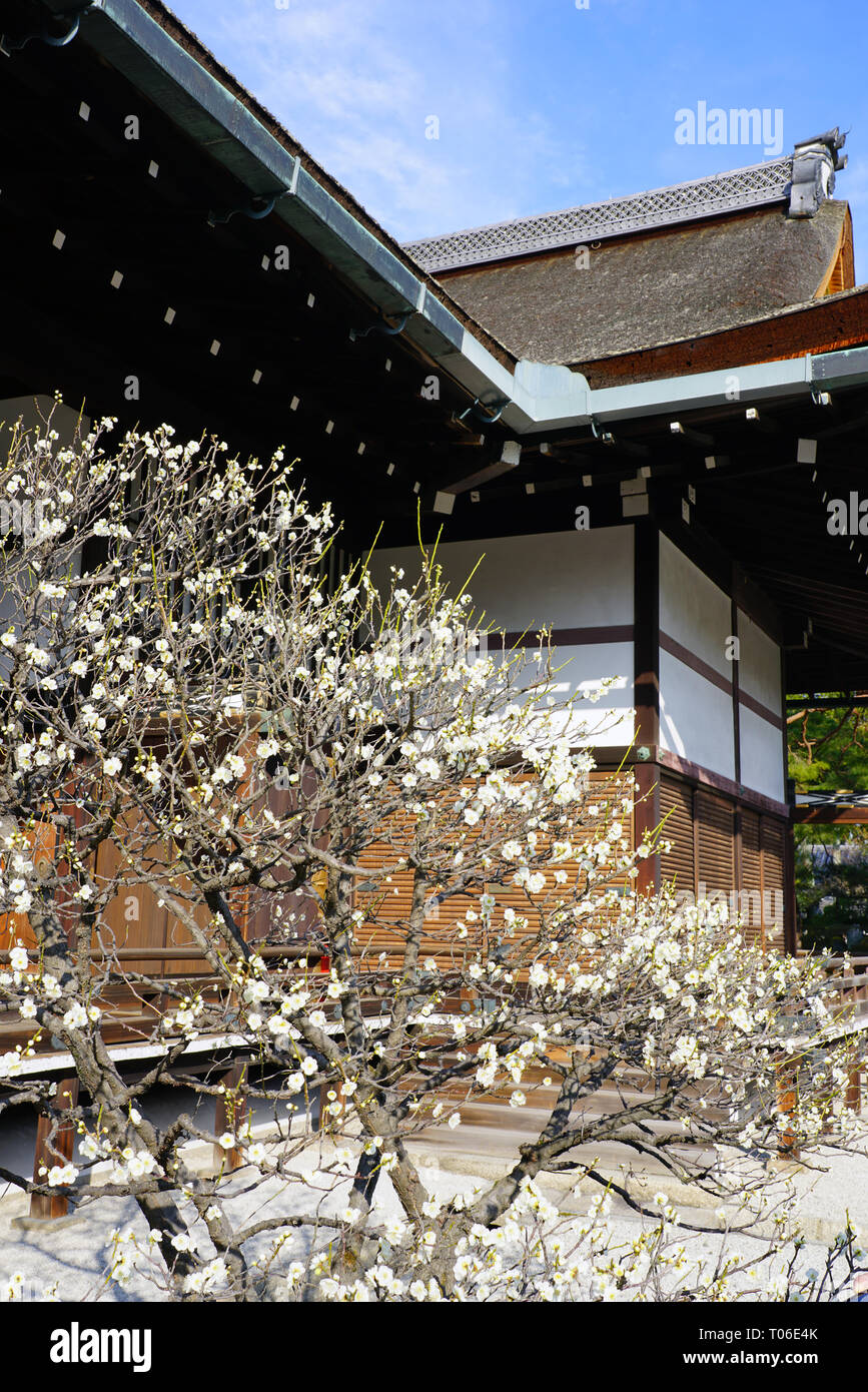 White flower blooms of the Japanese ume apricot tree, prunus mume, in ...