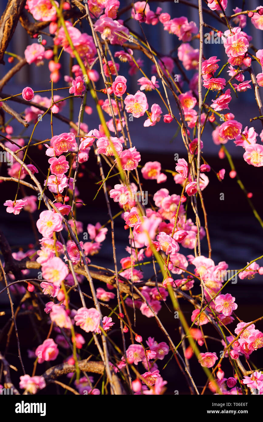 Pink flower blooms of the Japanese ume apricot tree, prunus mume, in ...