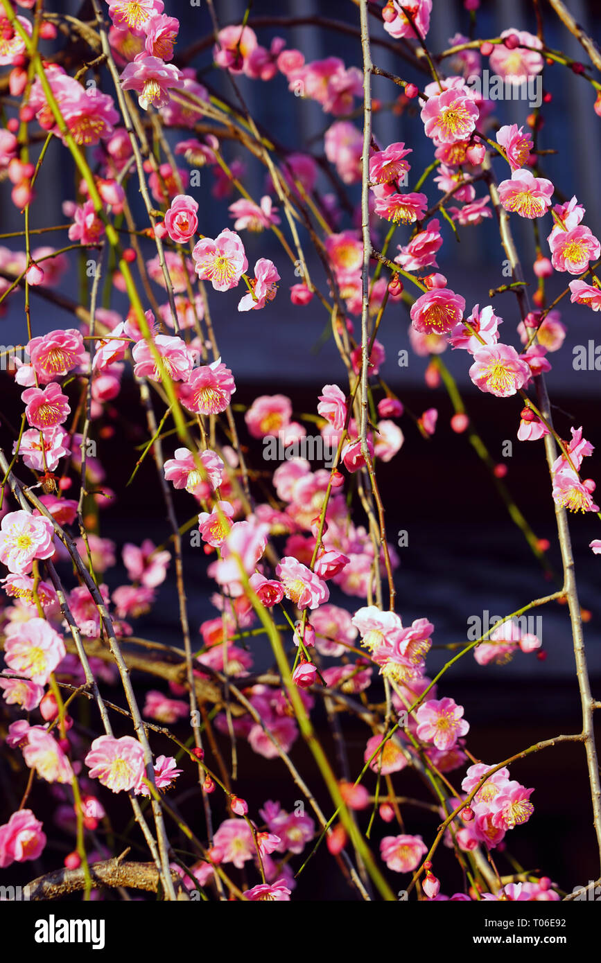 Pink flower blooms of the Japanese ume apricot tree, prunus mume, in ...