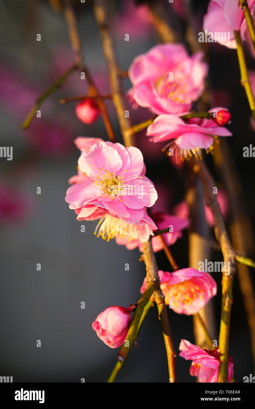 Pink flower blooms of the Japanese ume apricot tree, prunus mume, in ...