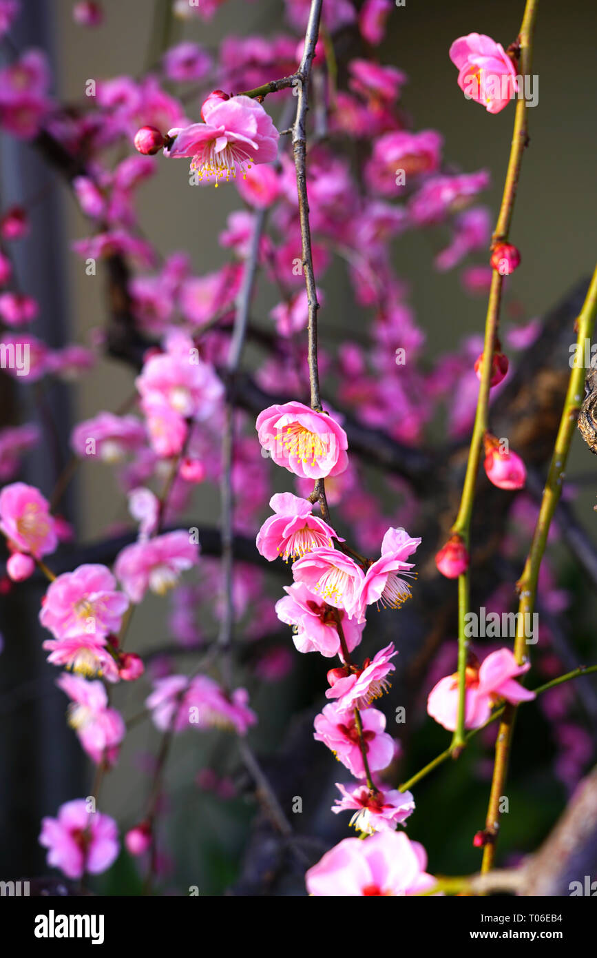 Pink flower blooms of the Japanese ume apricot tree, prunus mume, in ...