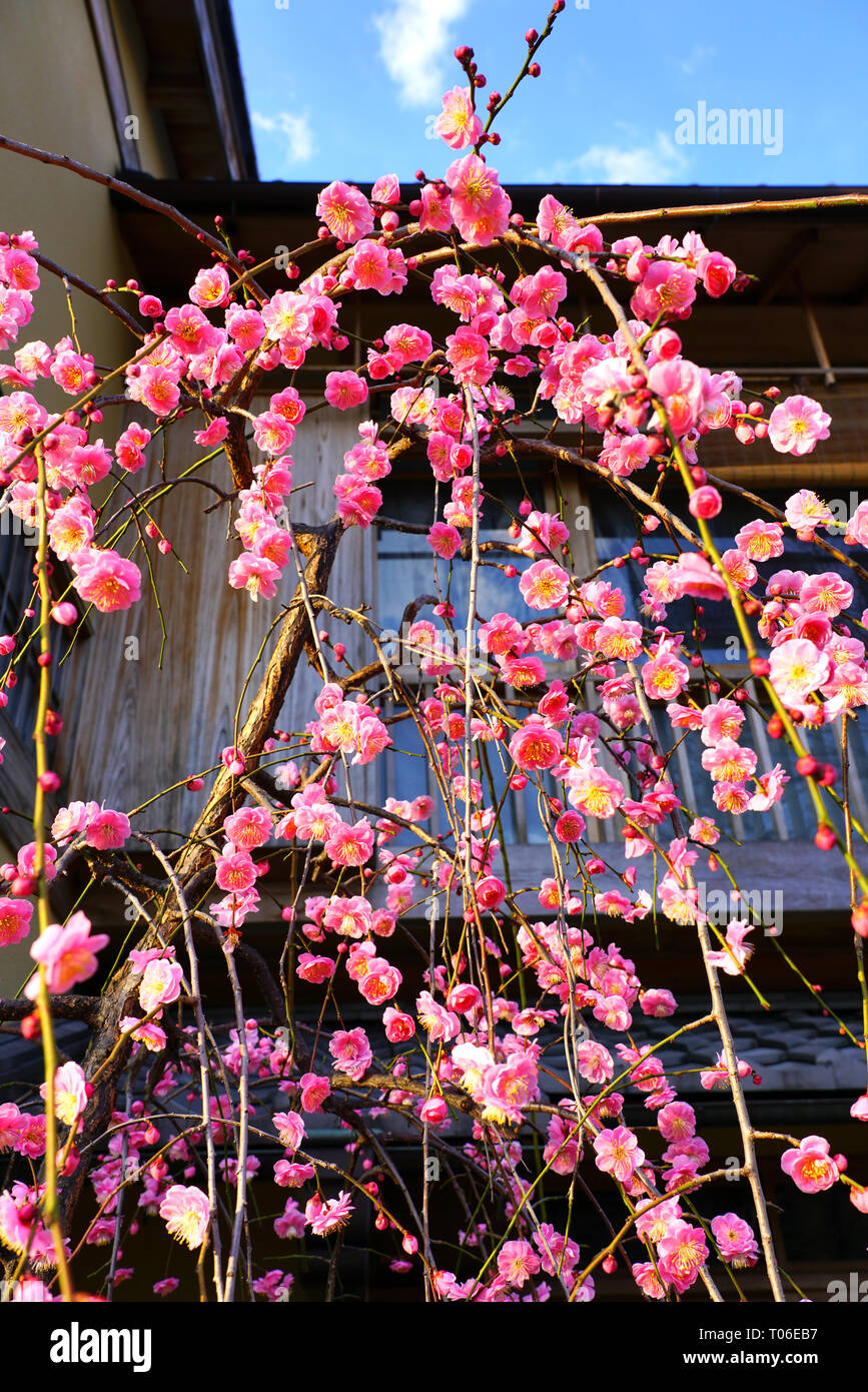 Pink flower blooms of the Japanese ume apricot tree, prunus mume, in ...