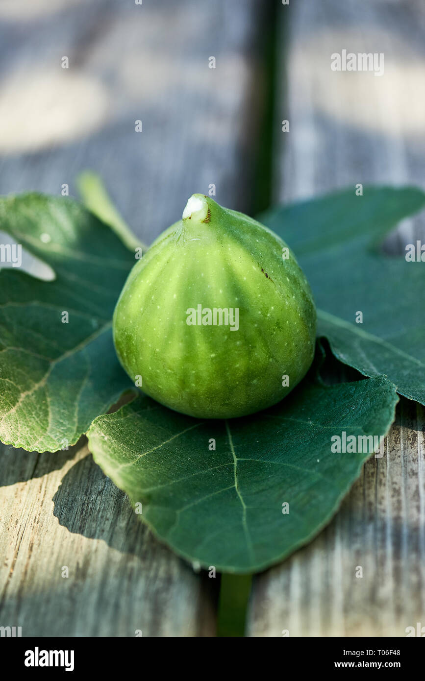 A single fig sitting on a fig leaf on top of a wooden bench in dappled ...