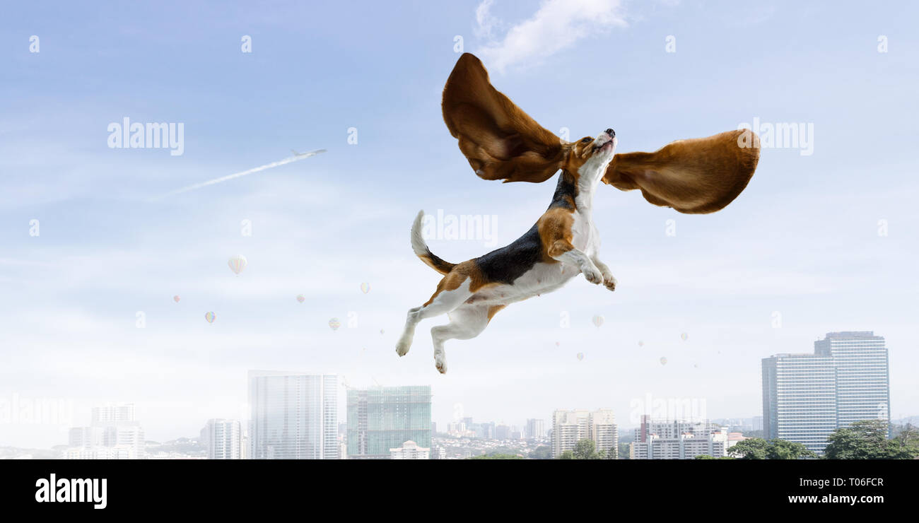 Superhero dog hi-res stock photography and images - Alamy