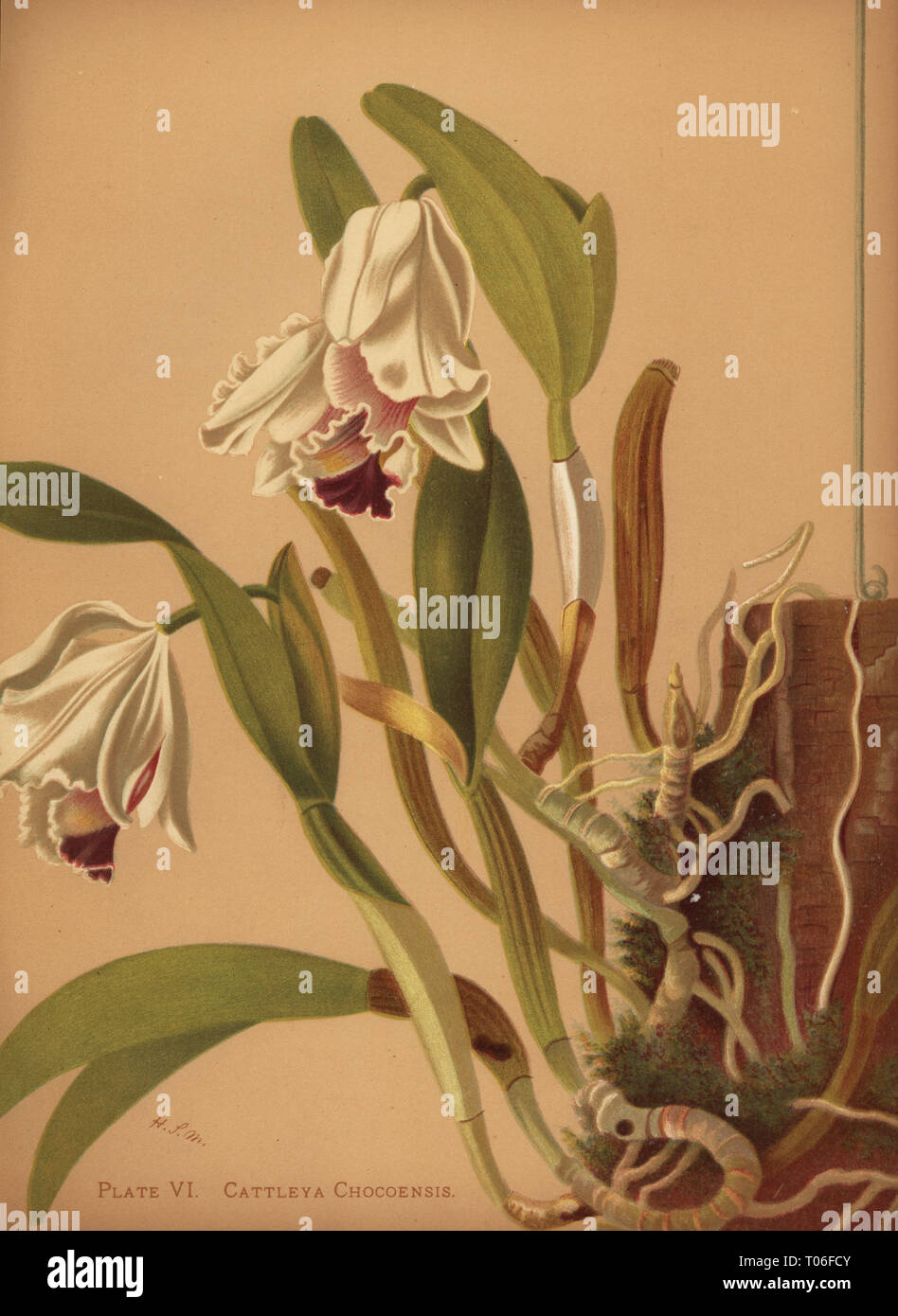 The beautiful cattleya or azucenas, Cattleya quadricolor ...