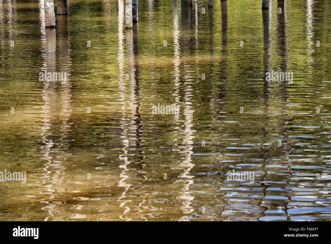 Abstract photograph of tree trunks reflected on water Stock Photo - Alamy