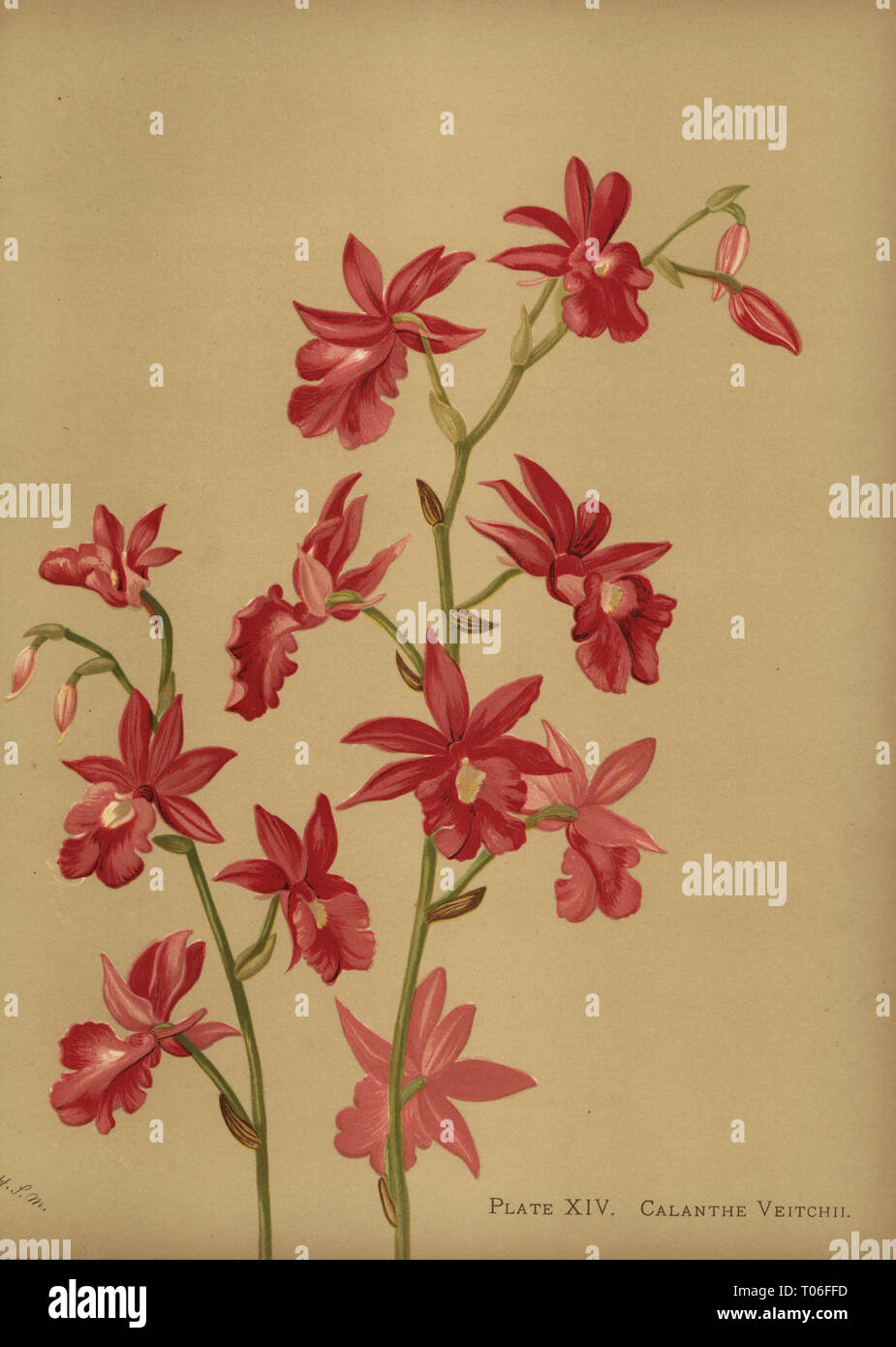 Christmas orchid hybrid, Calanthe x veitchii. Chromolithograph by Hatch ...