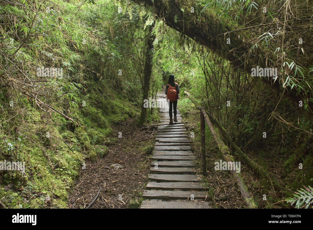 Chile forest forests hi-res stock photography and images - Alamy