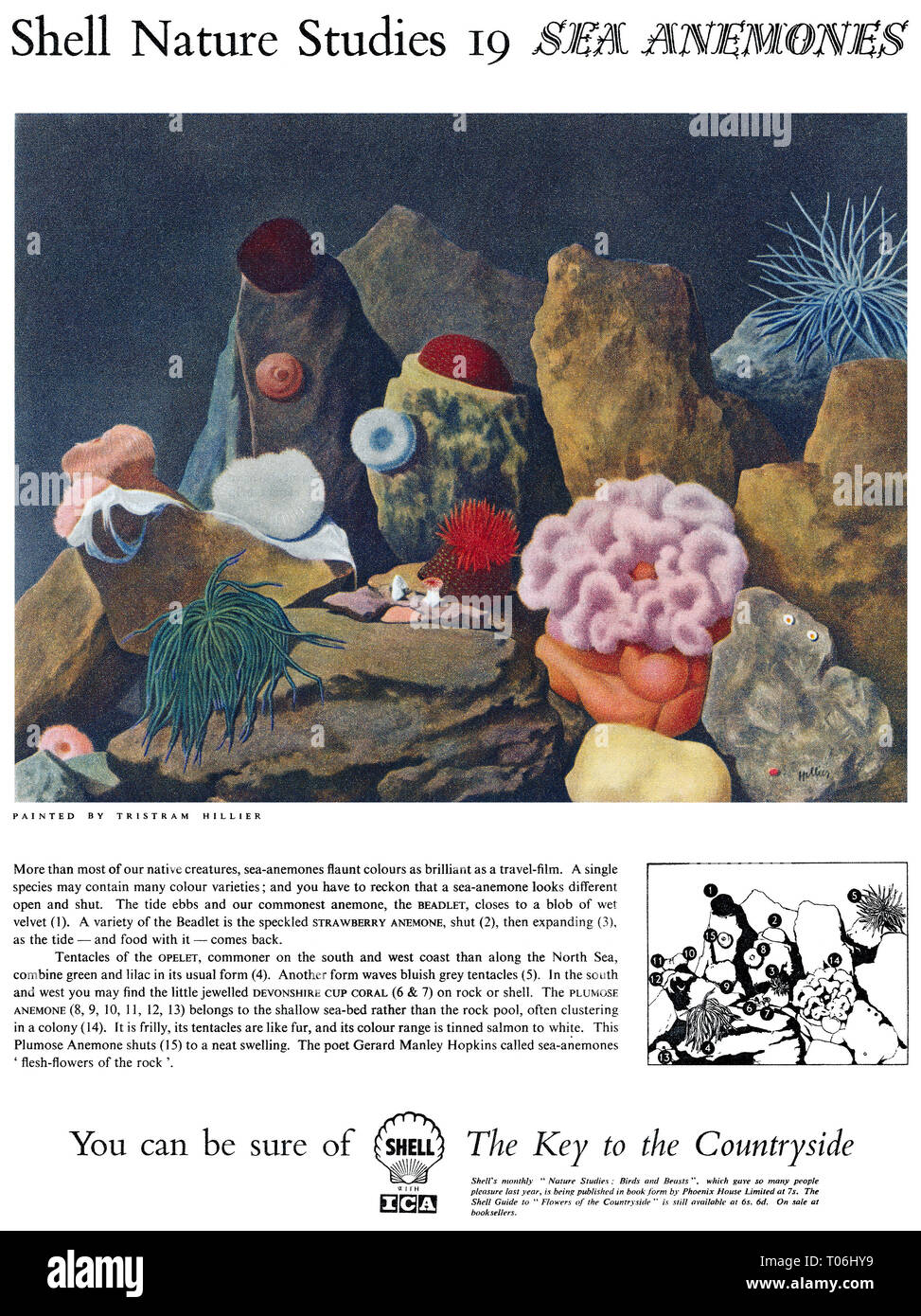 1957 British advertisement for Shell petroleum Stock Photo - Alamy