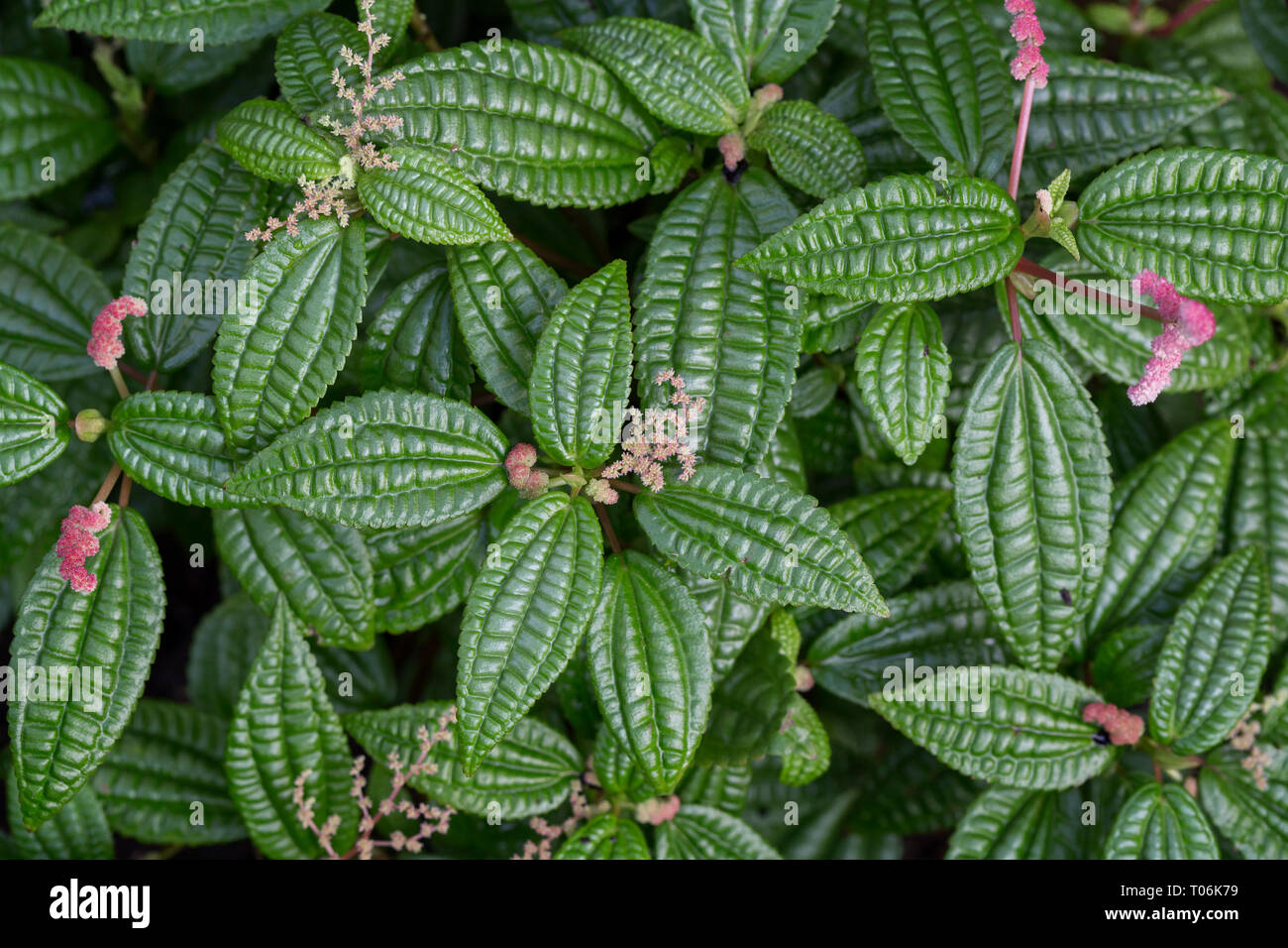 Pilea hi-res stock photography and images - Alamy