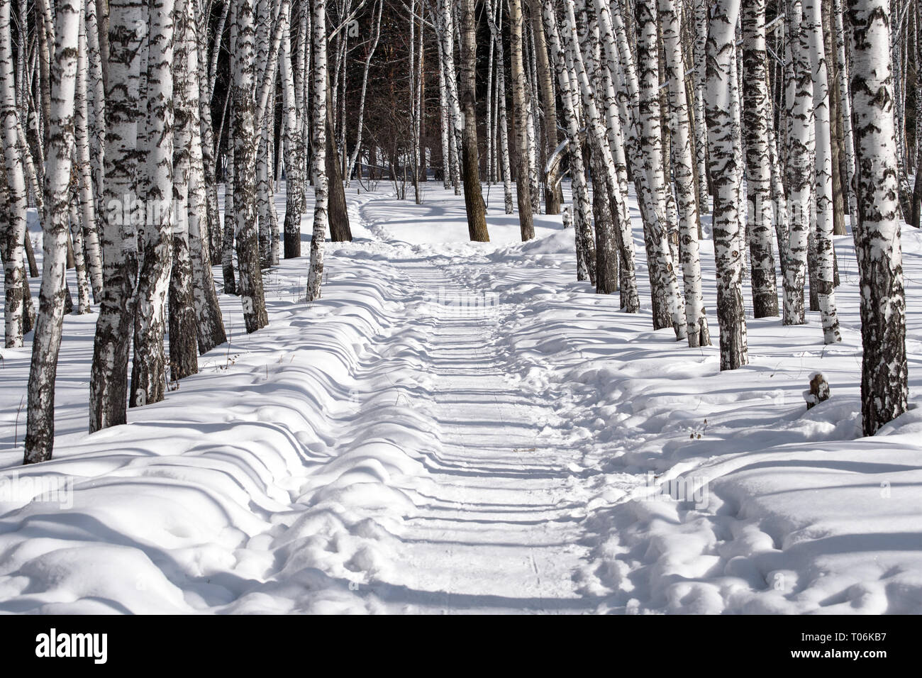 Early Spring Scene. Tranquil Landscape. Pathway and Snowdrifts in Birch ...