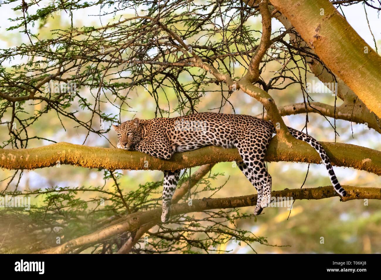 Leopard sleeping on the tree hi-res stock photography and images - Alamy