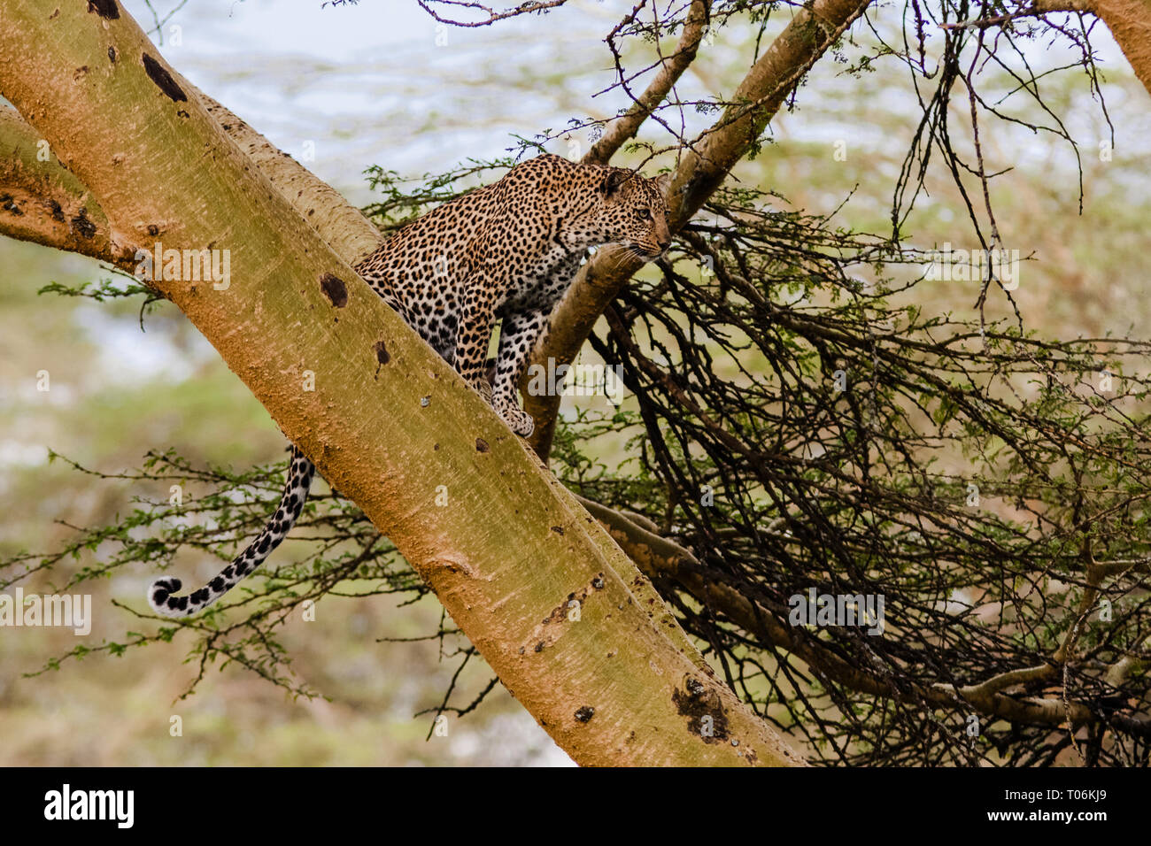 Leopard waiting prey. Ambush. On tree. Kenya Stock Photo - Alamy