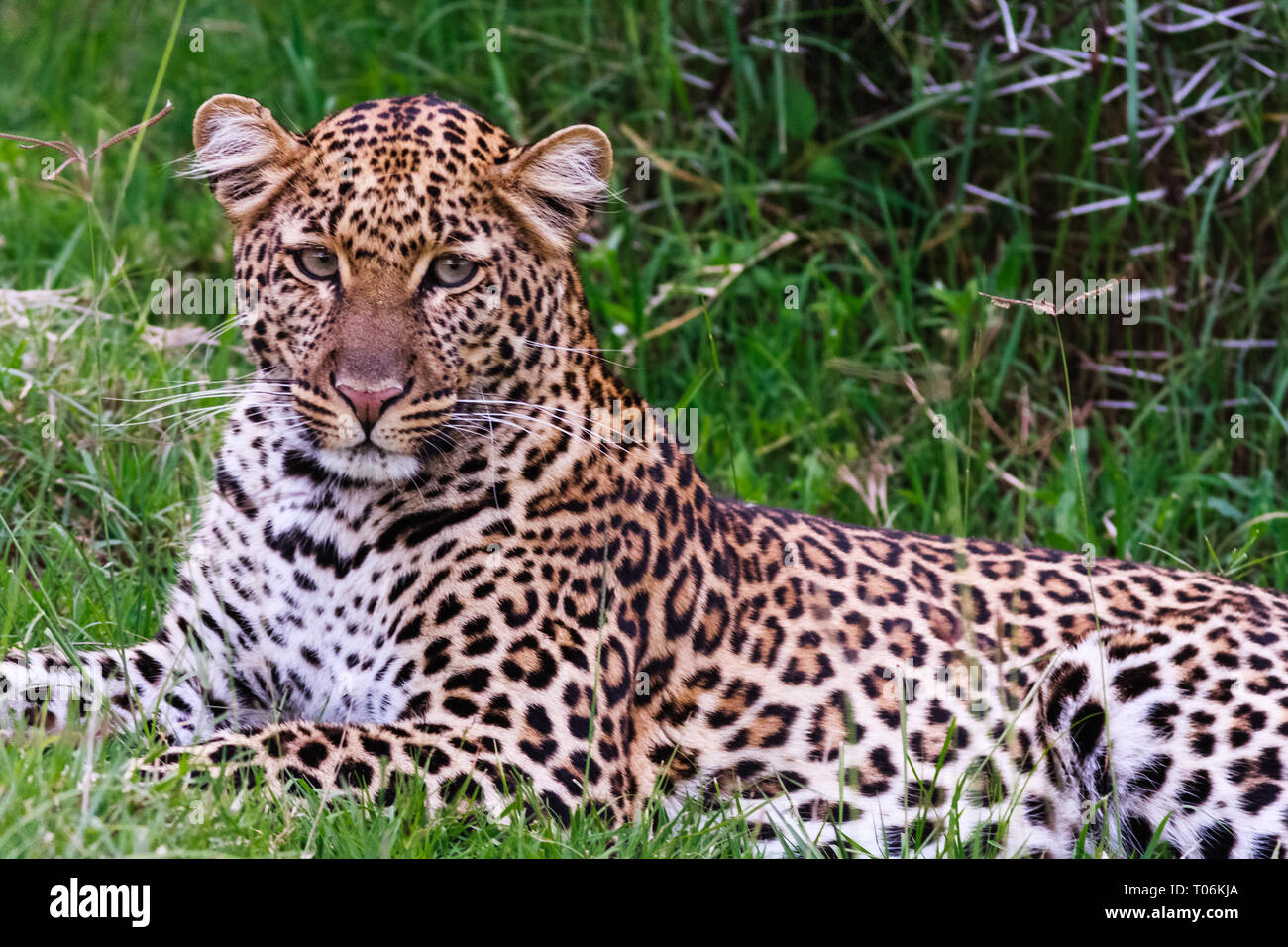 Young leopard in grass hi-res stock photography and images - Alamy