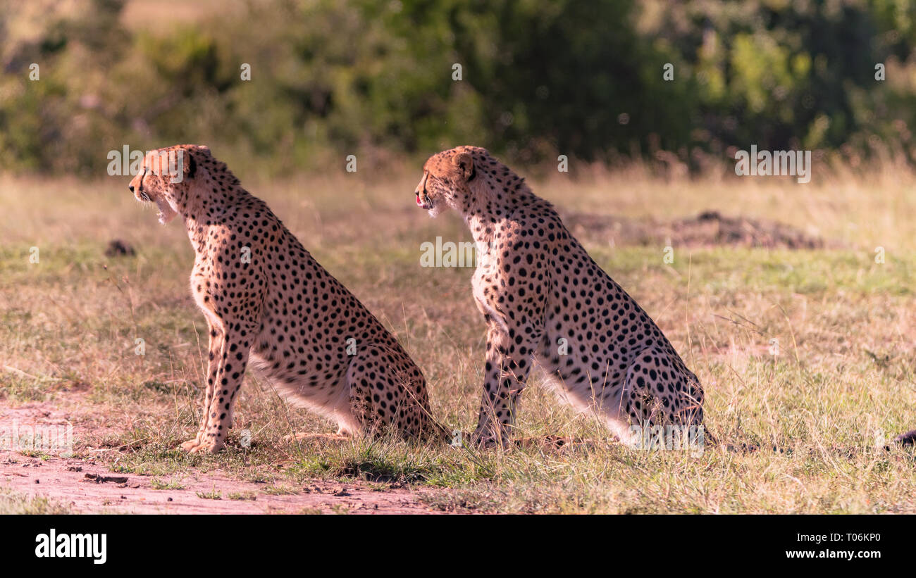 Five cheetahs of the mara hi-res stock photography and images - Alamy