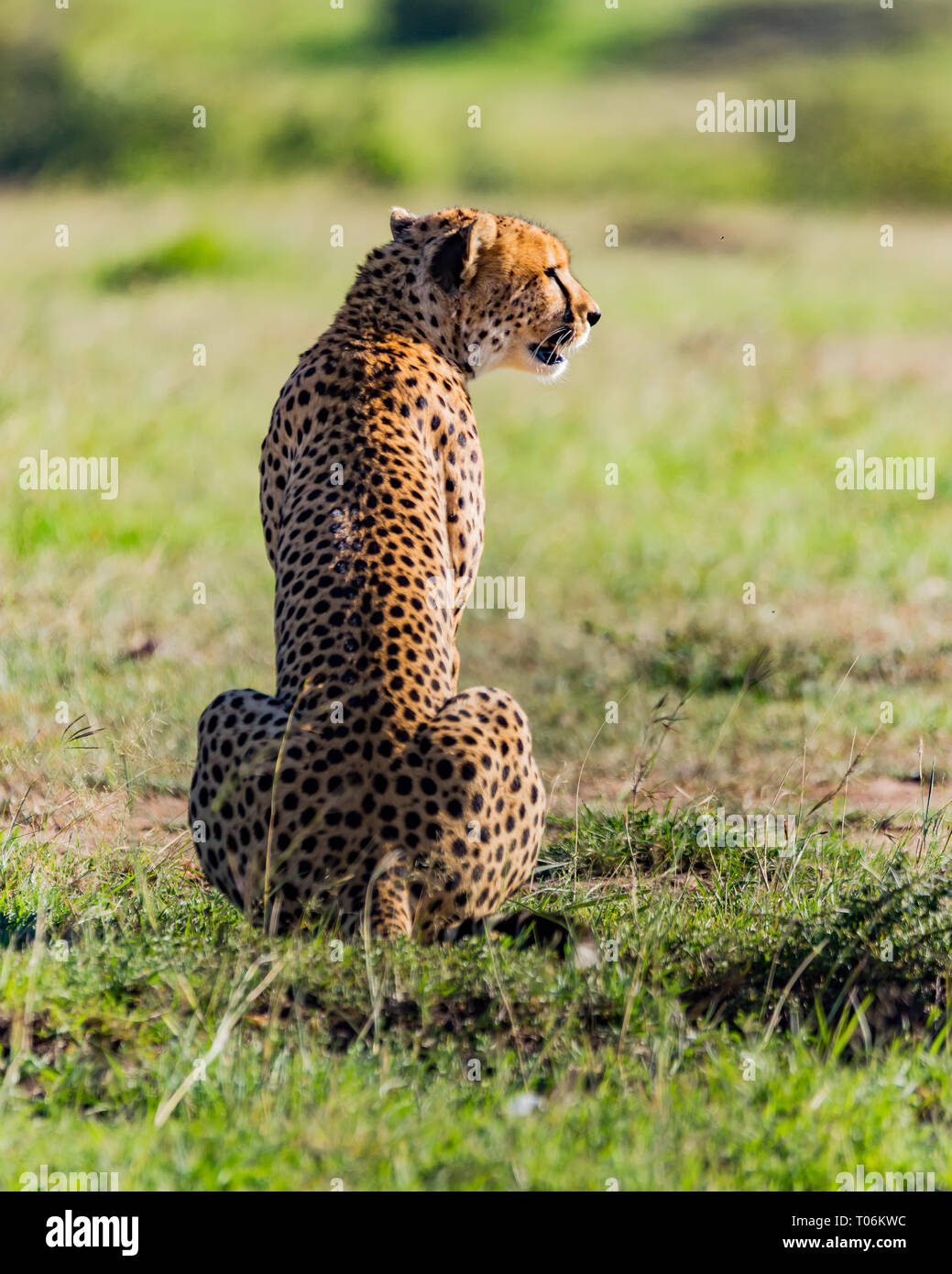 Cheater Animal High Resolution Stock Photography and Images - Alamy