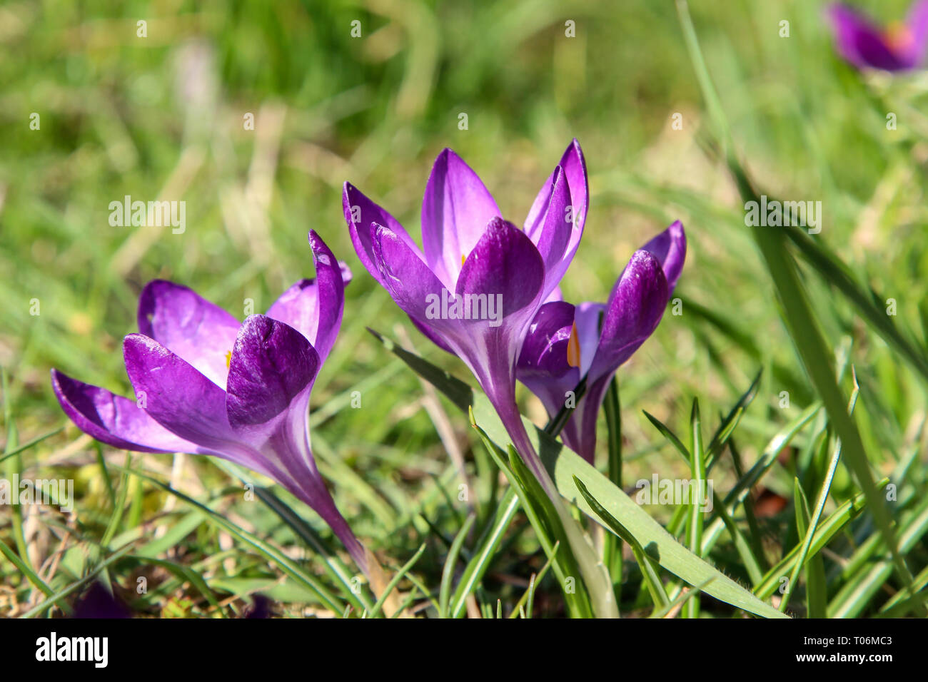 First annual field day hi-res stock photography and images - Alamy