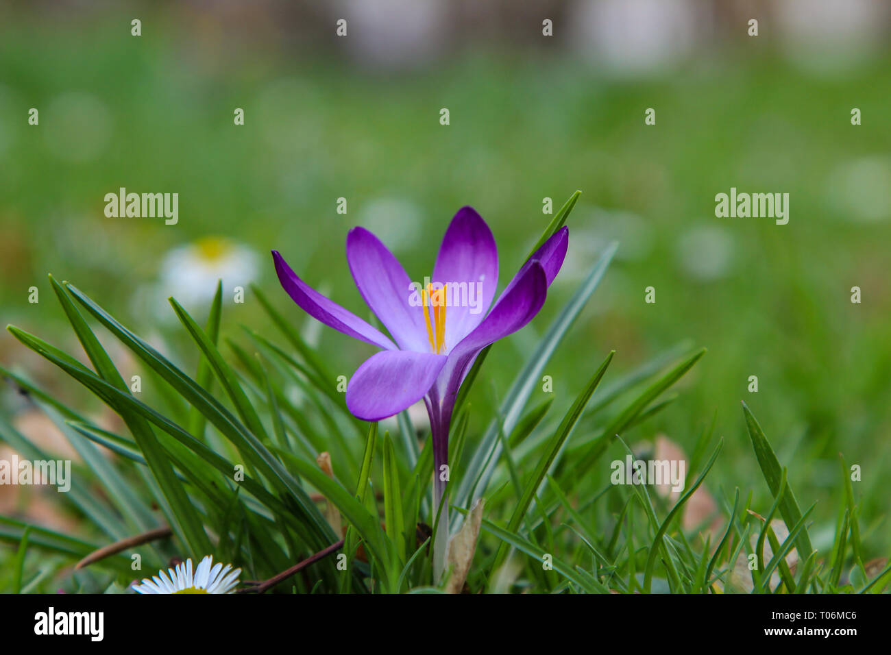 First annual field day hi-res stock photography and images - Alamy