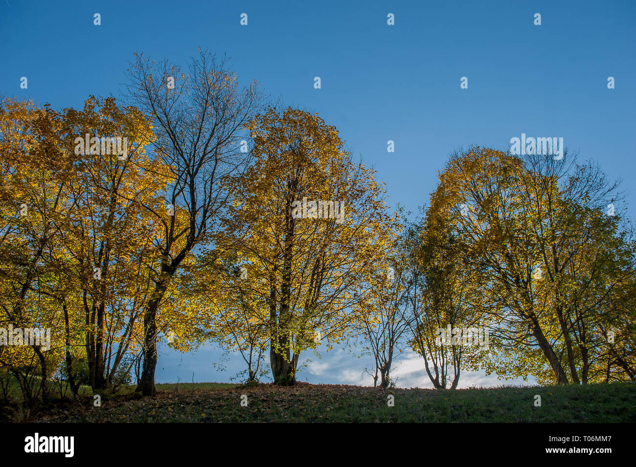 enchanted forest with the colors of autumn Stock Photo - Alamy