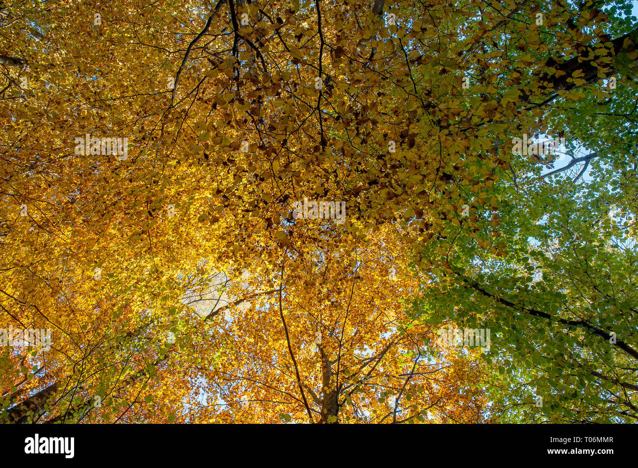 enchanted forest with the colors of autumn Stock Photo - Alamy