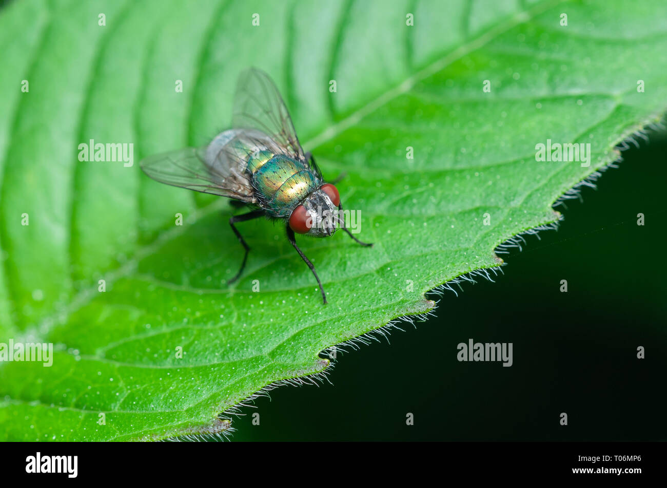 Common green bottle fly sitting on a green leave Stock Photo - Alamy
