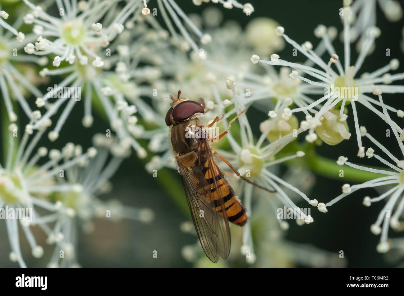 Bug hydrangea hi-res stock photography and images - Alamy