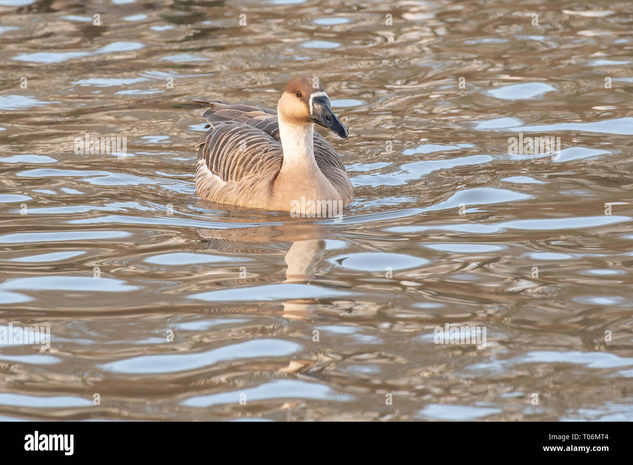 Swan goose floating on water Stock Photo - Alamy
