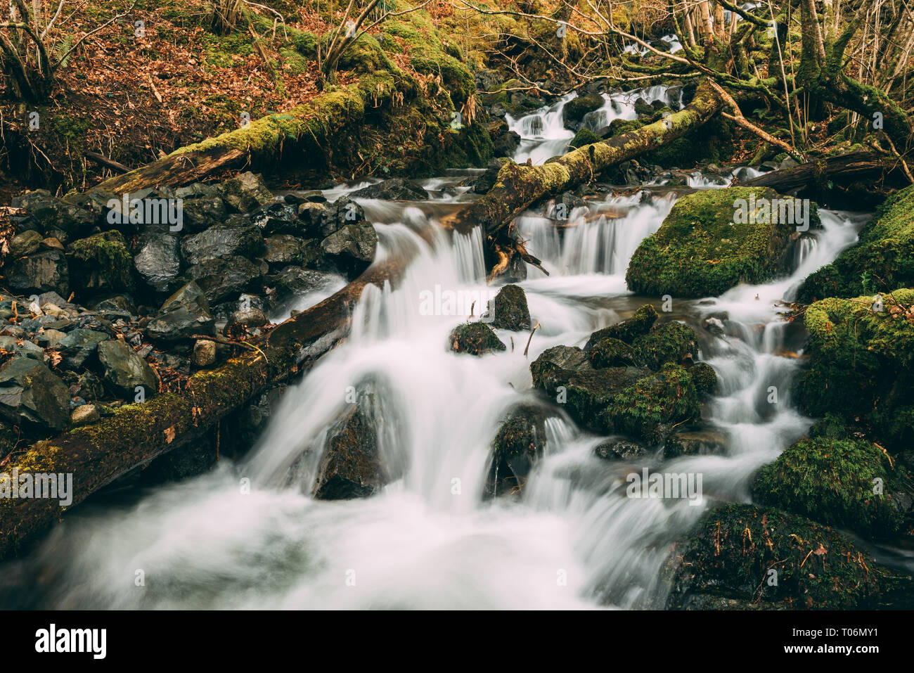 Fallen trees in Waterfall Stock Photo - Alamy