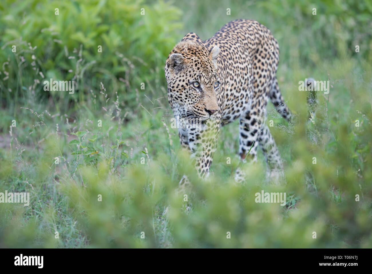 Leopard walks into the picture, from the right , staring intently to ...