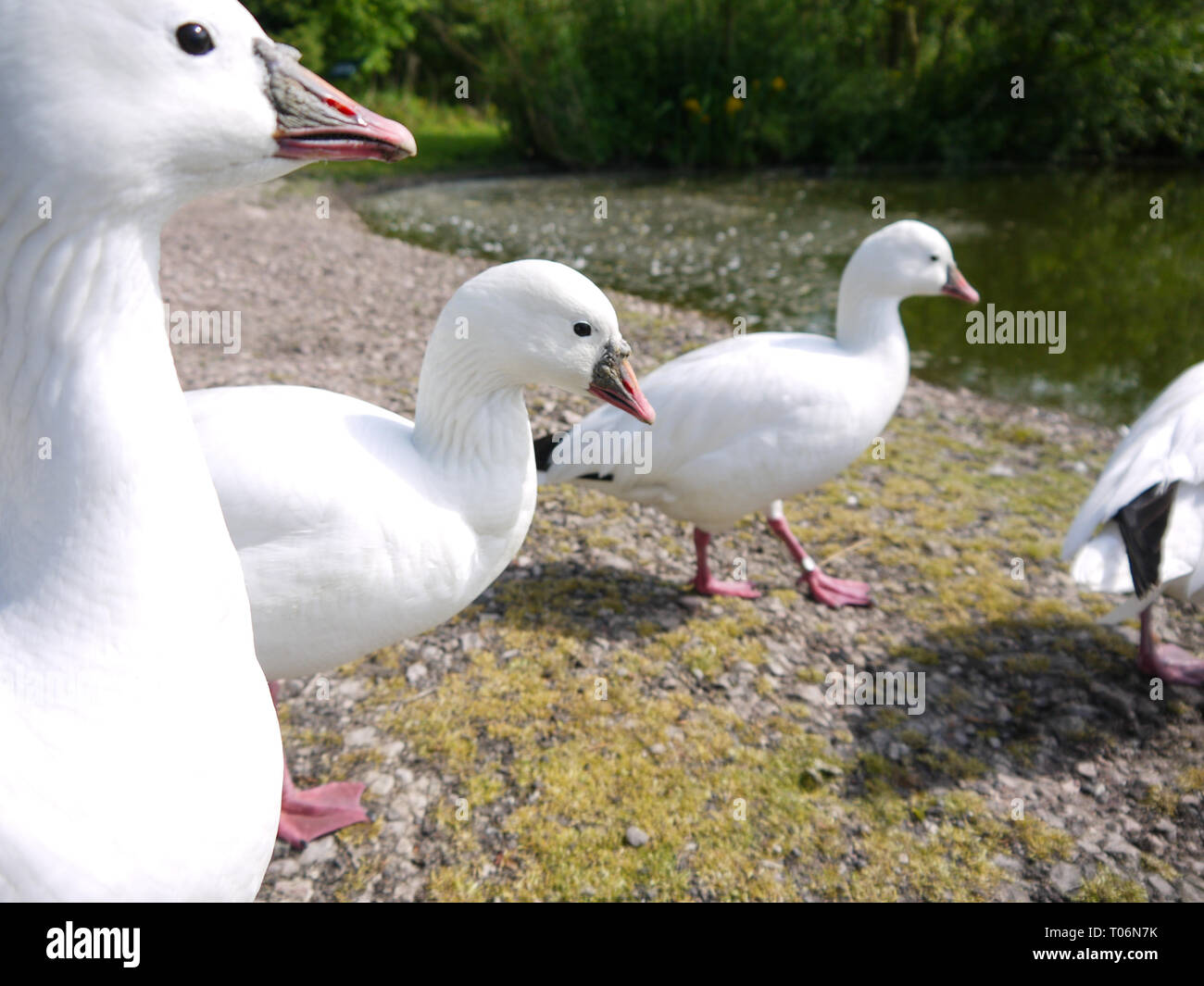 Ross's goose uk hi-res stock photography and images - Alamy
