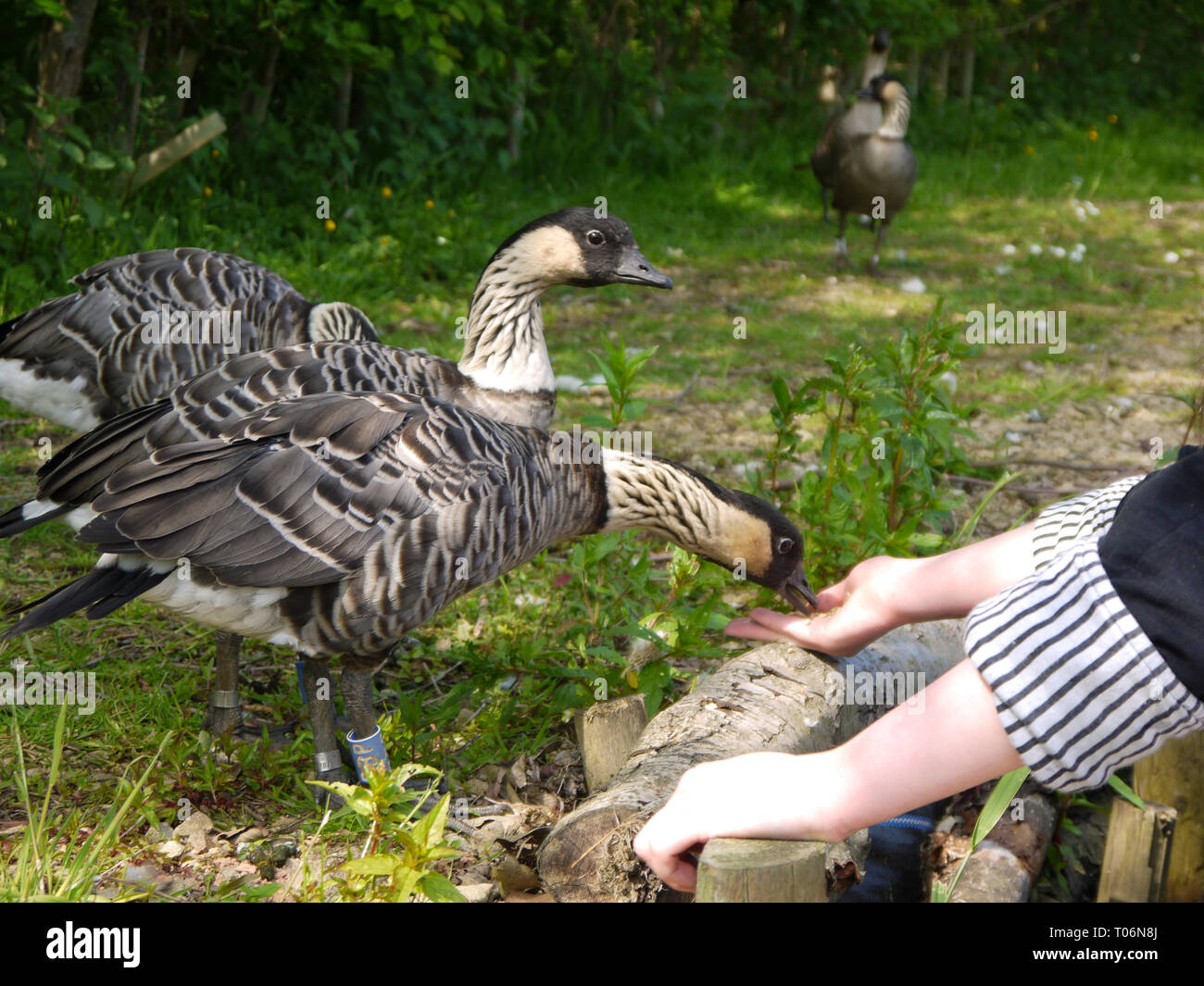 Woman feeding a goose from her hand Stock Photo - Alamy
