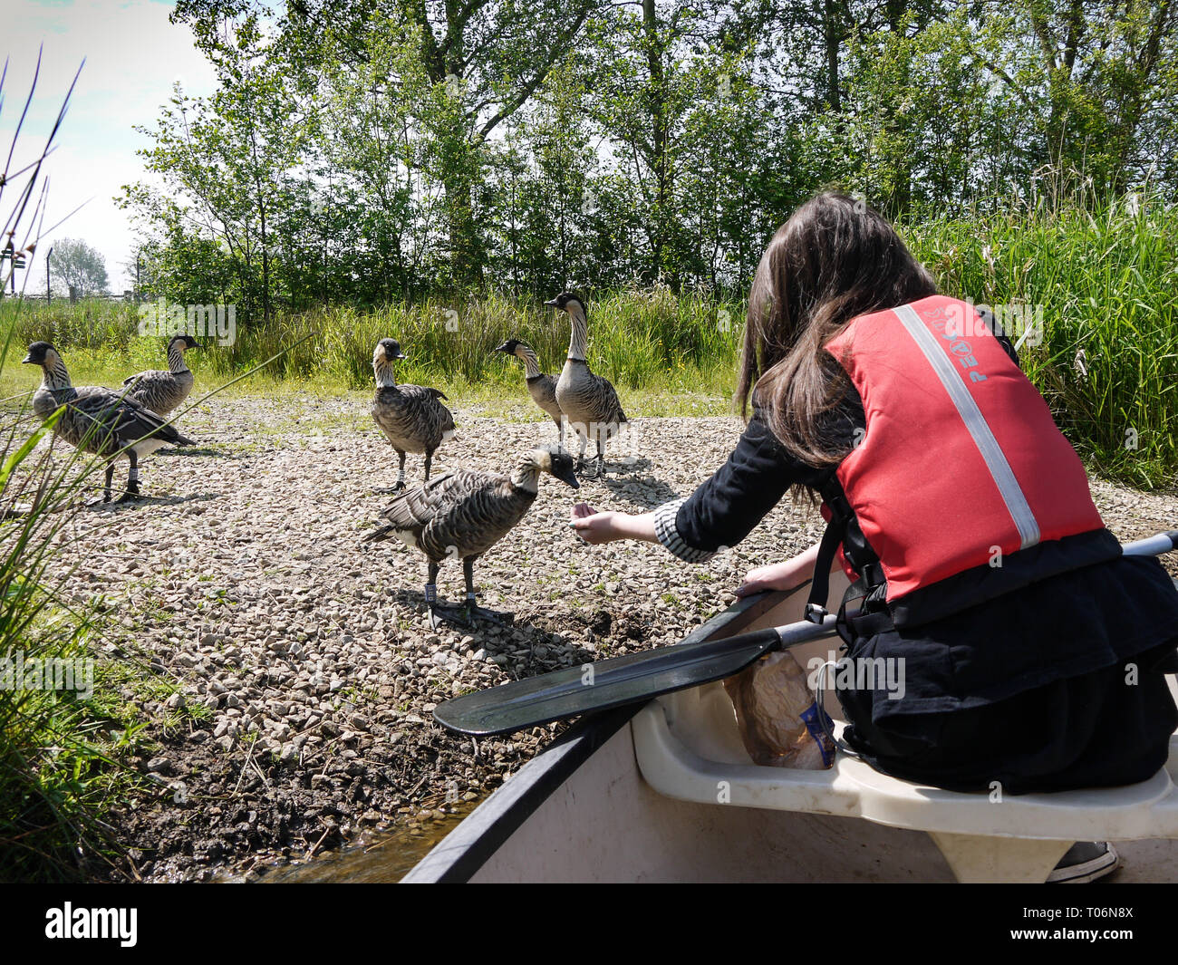 Woman feeding a goose from her hand Stock Photo - Alamy