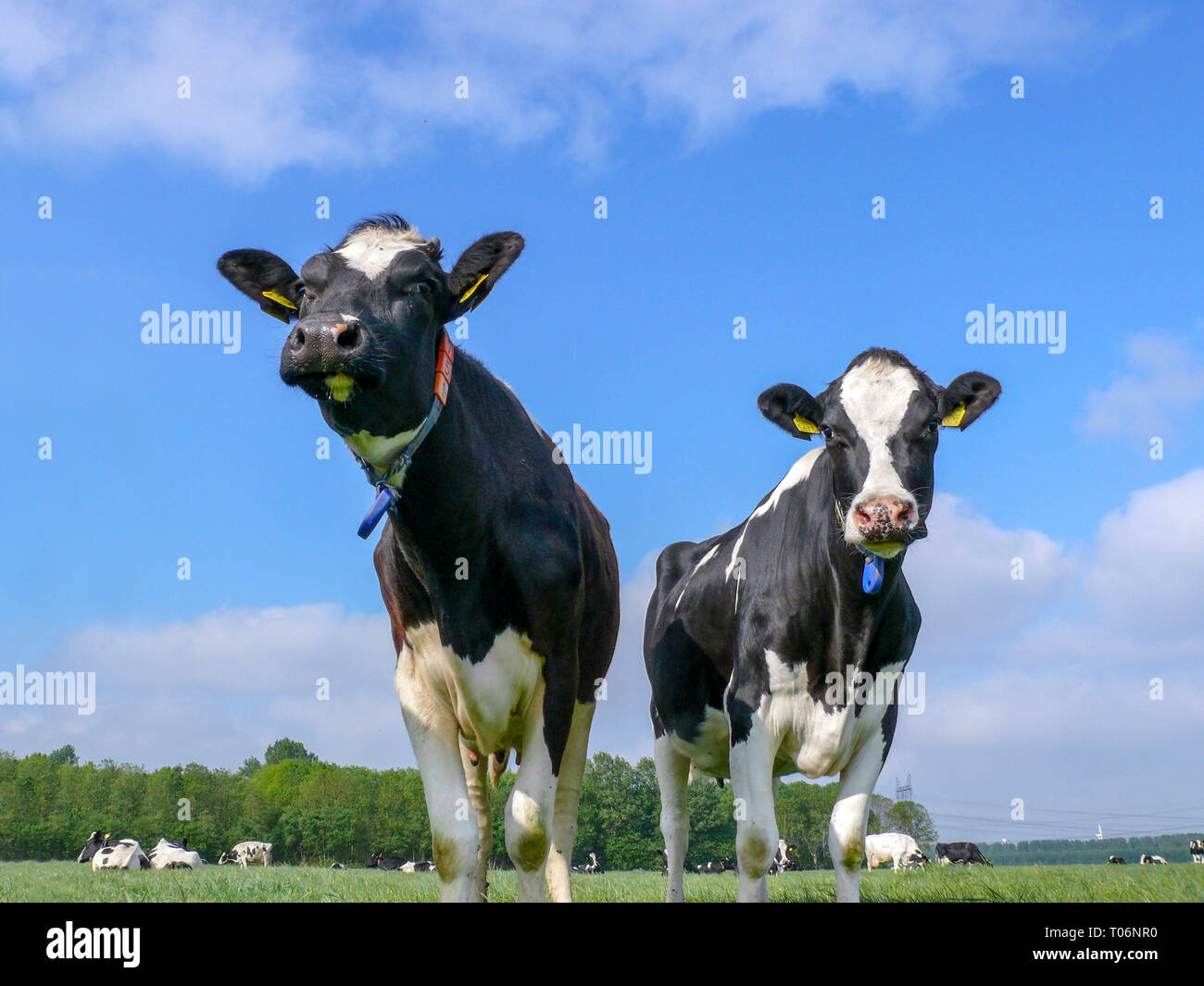 Two black and white cows, holstein, standing in a pasture with a lot of ...